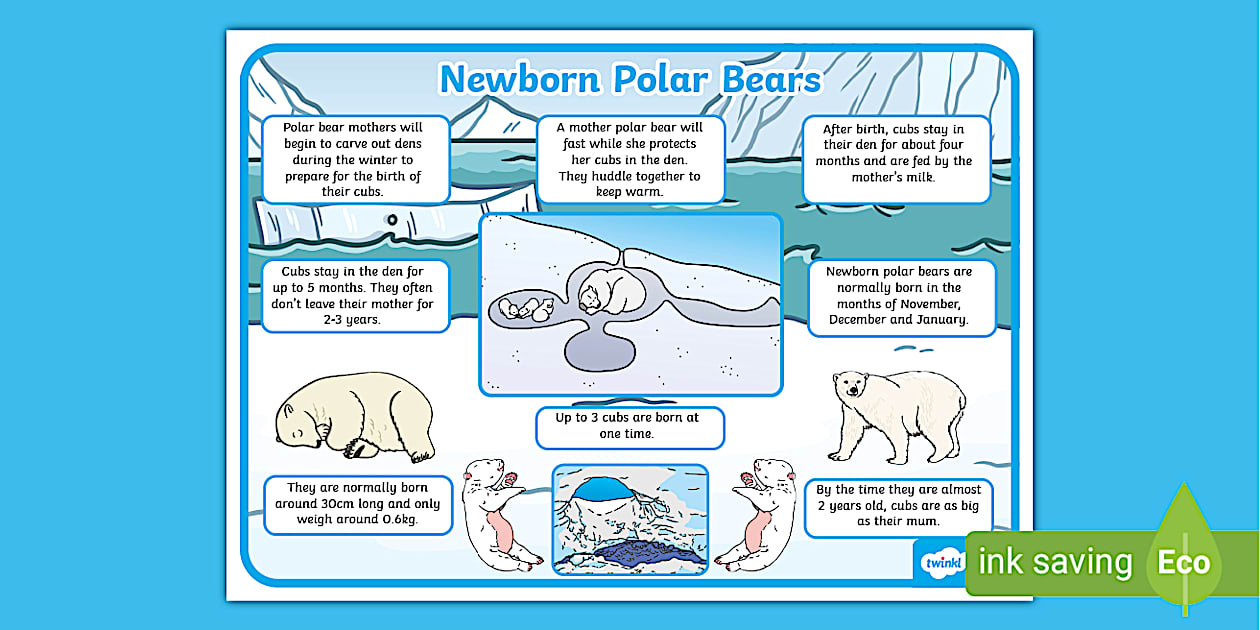 Newborn Polar Bear Fact File | KS1 Primary Resources