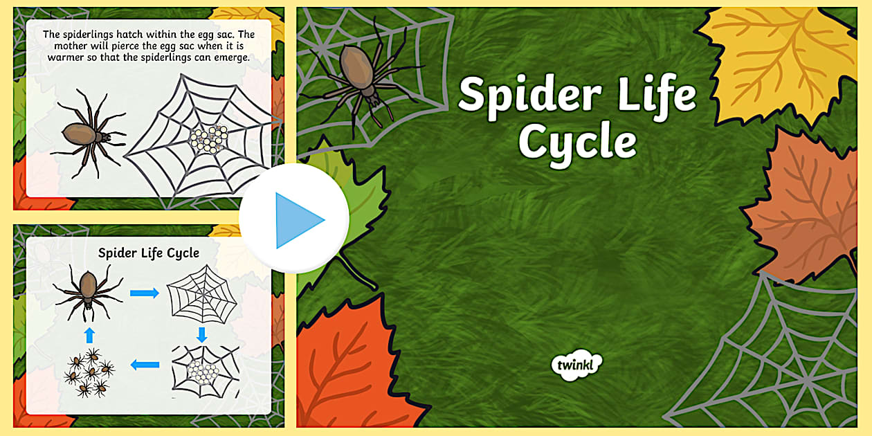 Australia Spider Life Cycle PowerPoint (teacher made)
