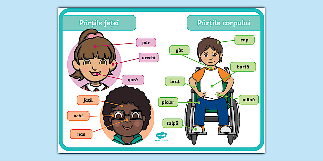 Părțile corpului uman – Planșă cu vocabular - Twinkl