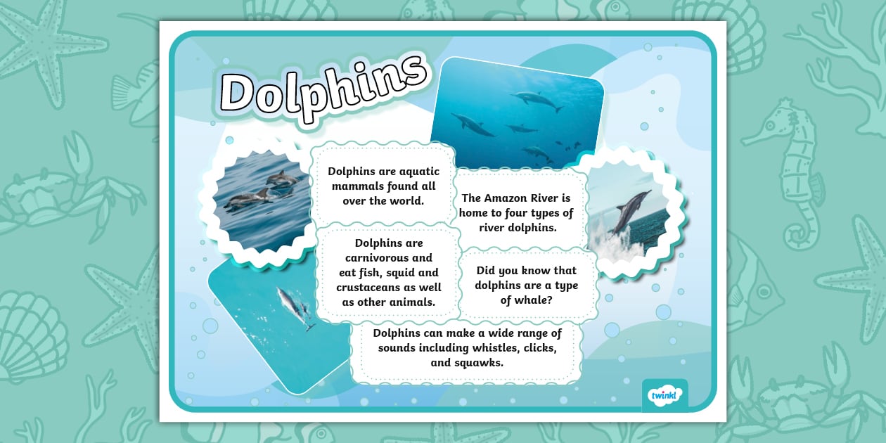 Dolphins Photos and Facts Display Poster (teacher made)