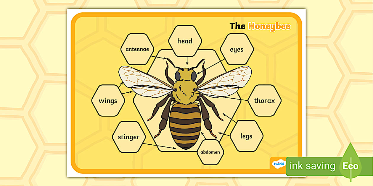The Honeybee Display Poster (teacher made) - Twinkl