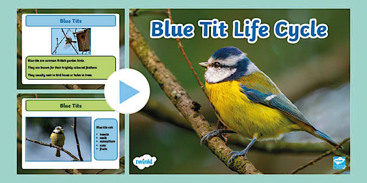 KS1 Blue Tit Life Cycle PowerPoint (teacher made) - Twinkl