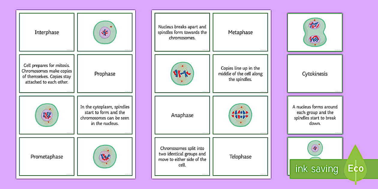Mitosis Sorting Cards | KS3 Biology | Beyond (teacher made)
