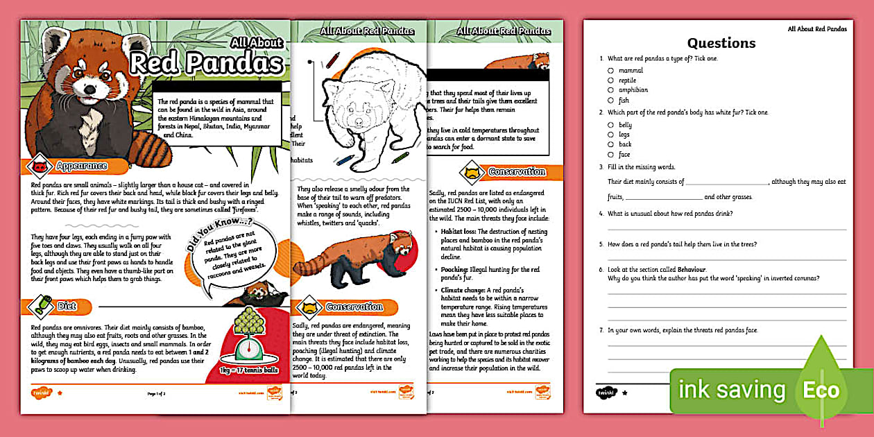 UKS2 All About Red Pandas Differentiated Reading Comprehension Activity