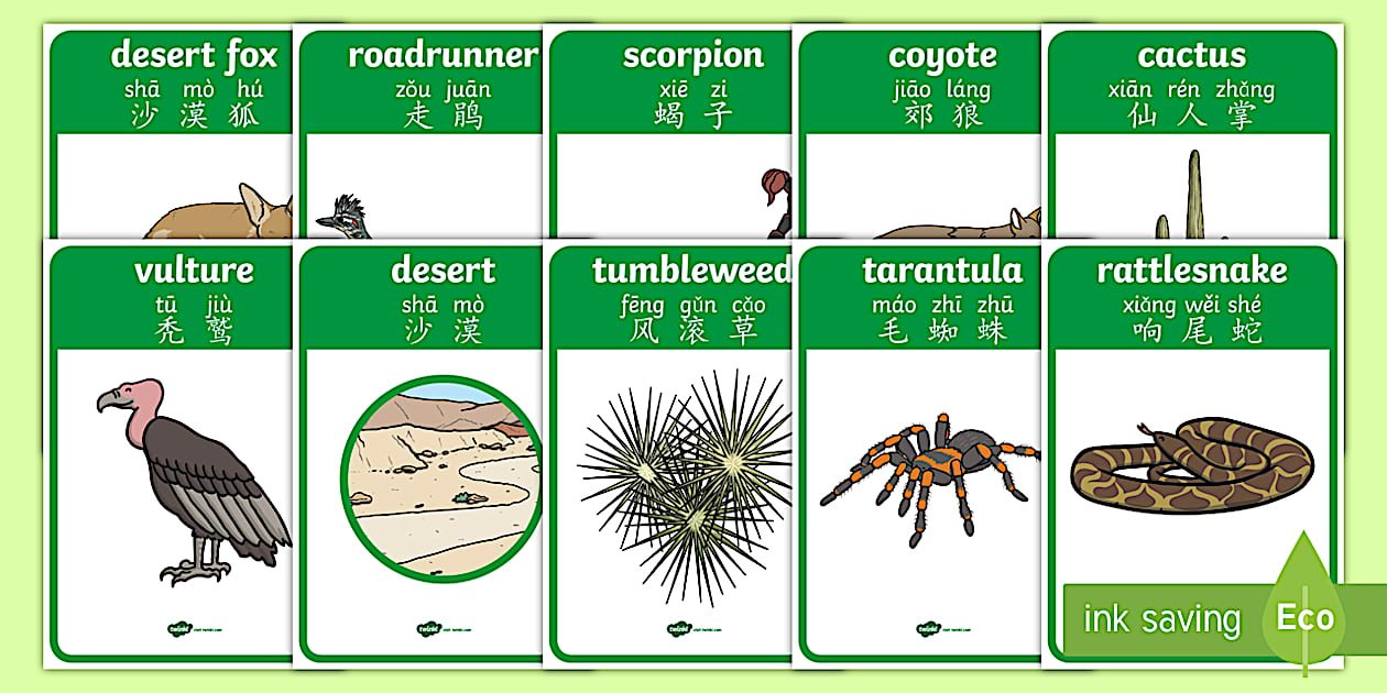 Desert Habitat Display Posters English/Mandarin Chinese/Pinyin
