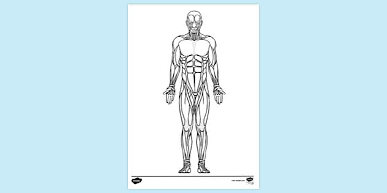 Muscle Tissue Colouring | Colouring Sheets (Teacher-Made)