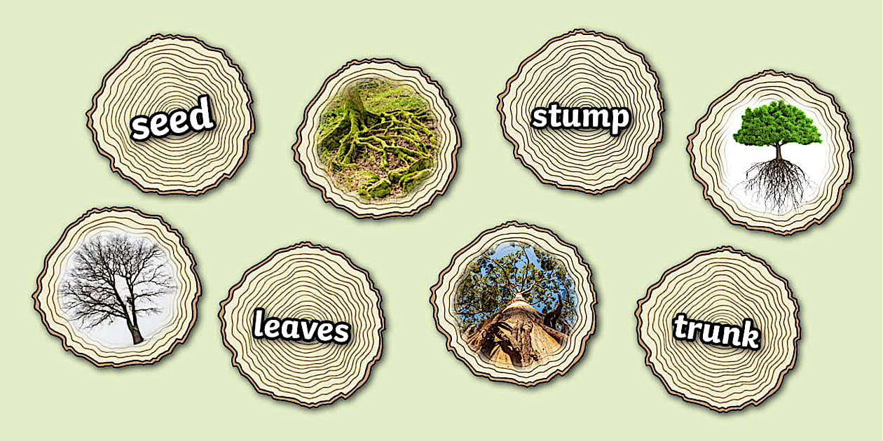 Tree Vocabulary and Display Images (Teacher-Made) - Twinkl