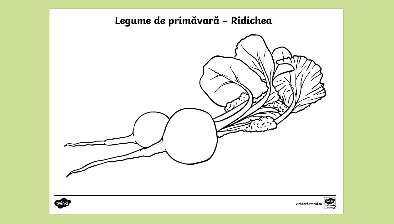 Legume de primăvară: Ridichea – Desen de colorat