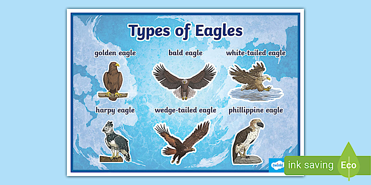 Types of Eagle Word Mat (creat de profesori) - Twinkl