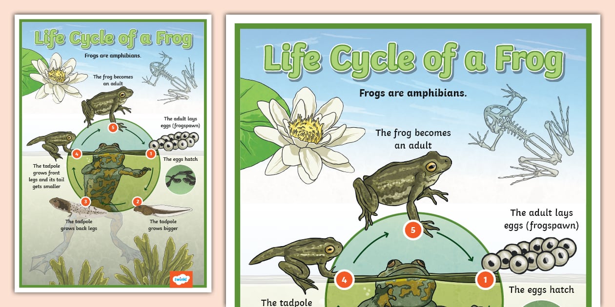 Life Cycle of a Frog Display poster | Twinkl South Africa