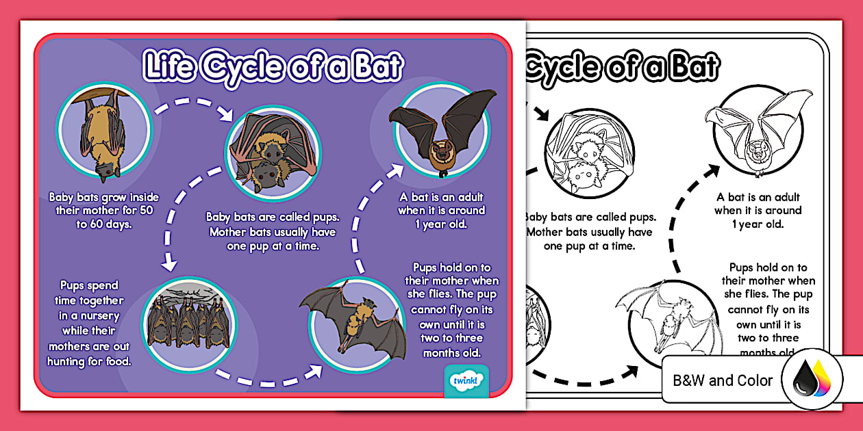 Life Cycle of a Bat Poster (teacher made) - Twinkl