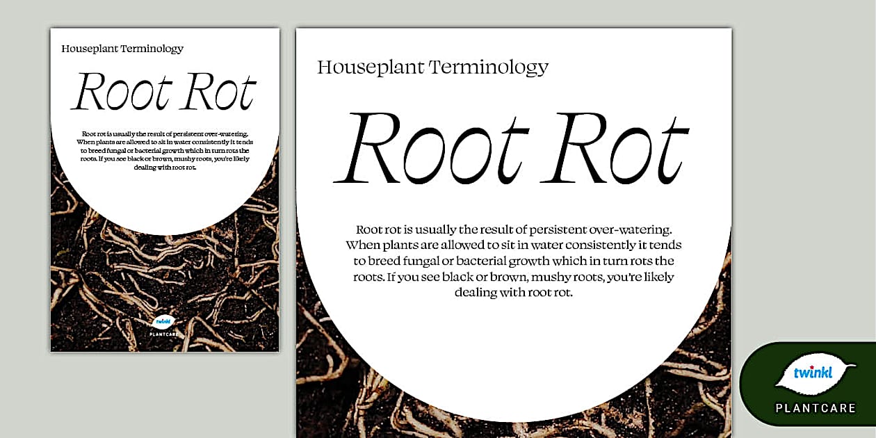 'Root Rot' Plantcare Terminology Poster (teacher made)