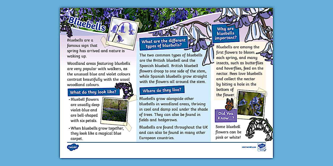 All About Bluebells (teacher made) - Twinkl
