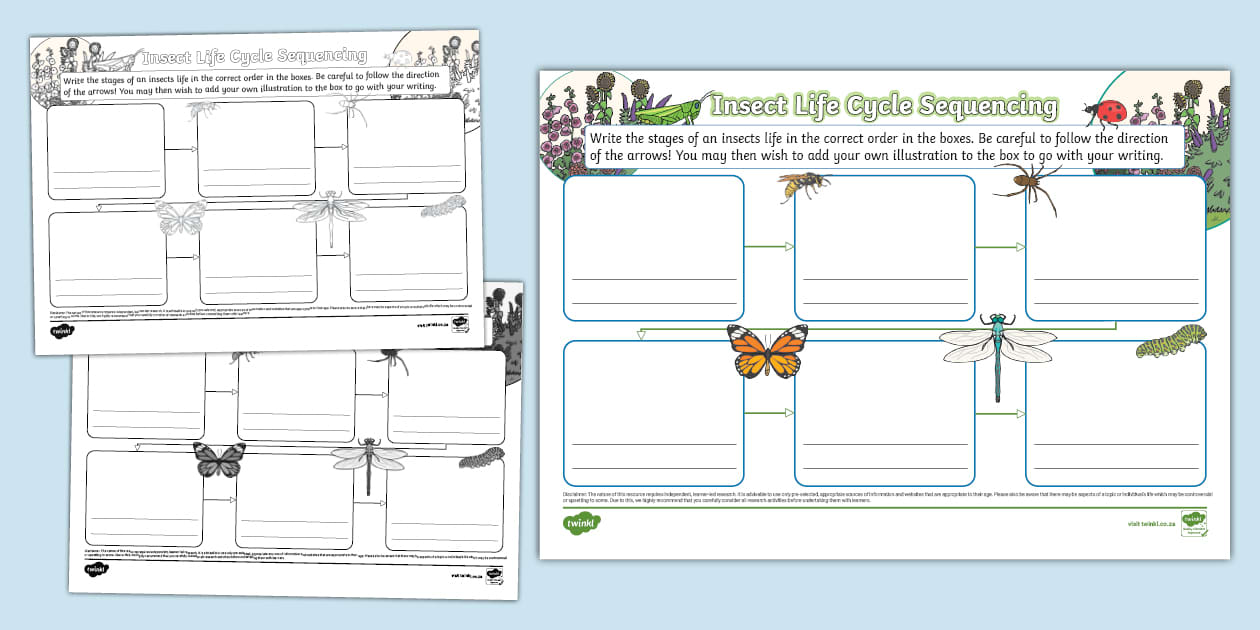 Insect Life Stages Sequencing Mind Map - Twinkl