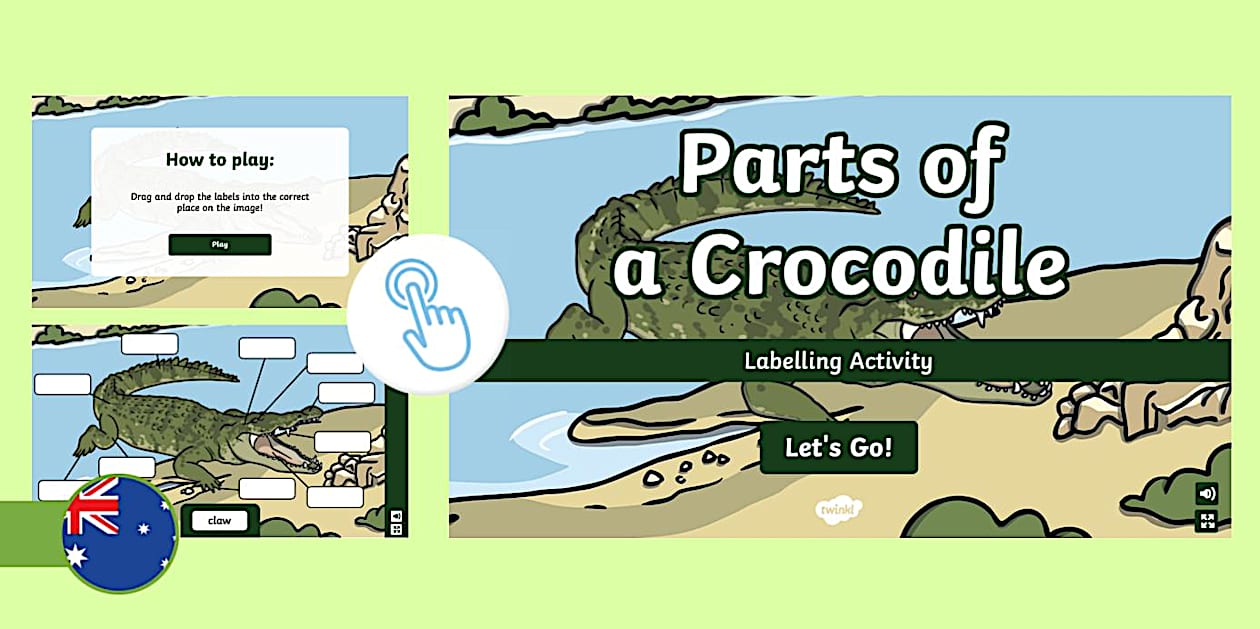 Parts of a Crocodile Labelling Activity (teacher made)