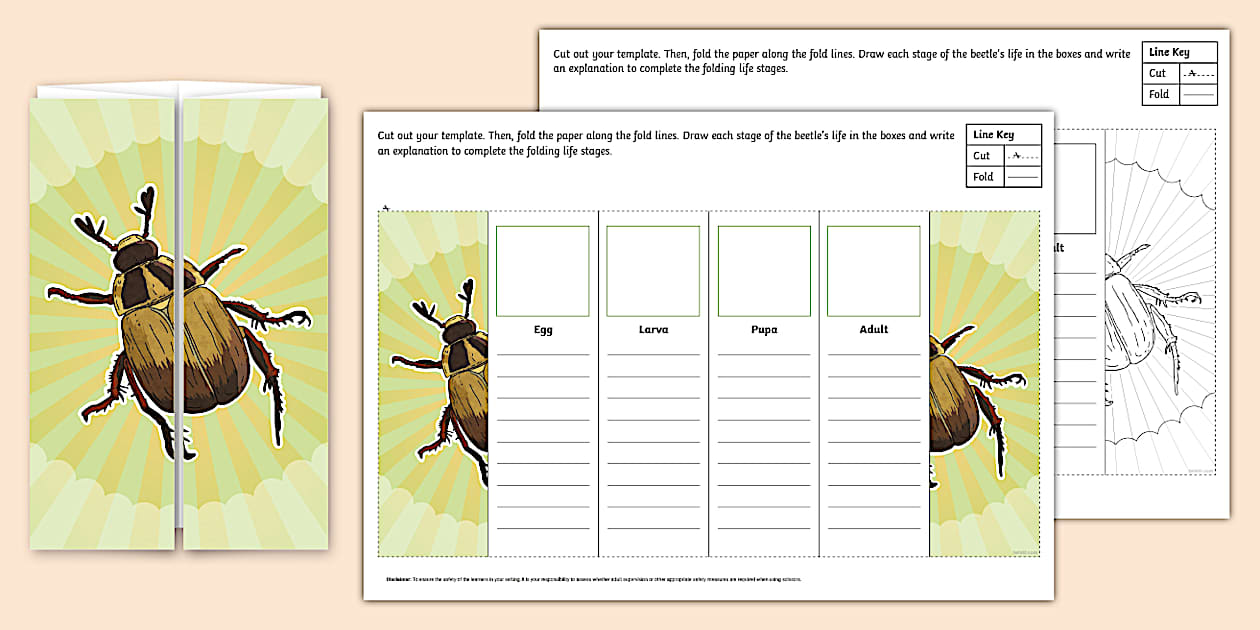 Beetle Folding Life Stages Template (teacher made) - Twinkl
