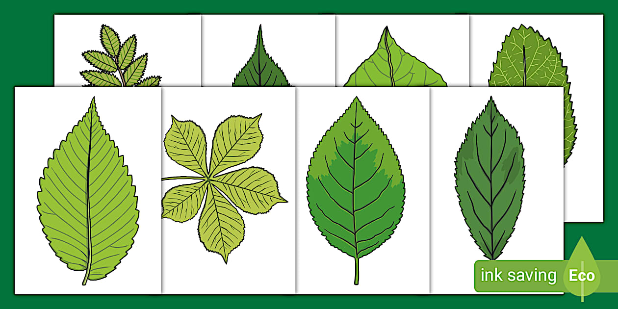 Leaf Templates - Teaching Resources (teacher made) - Twinkl
