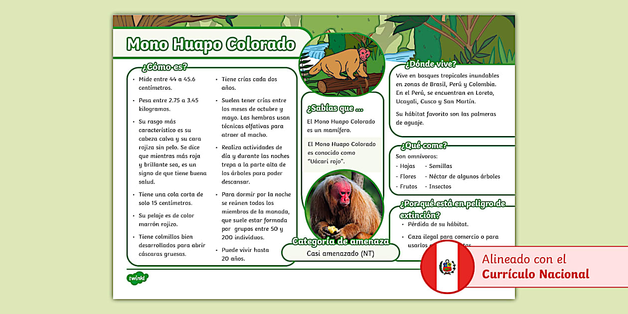Texto informativo: Mono Huapo Colorado - Twinkl