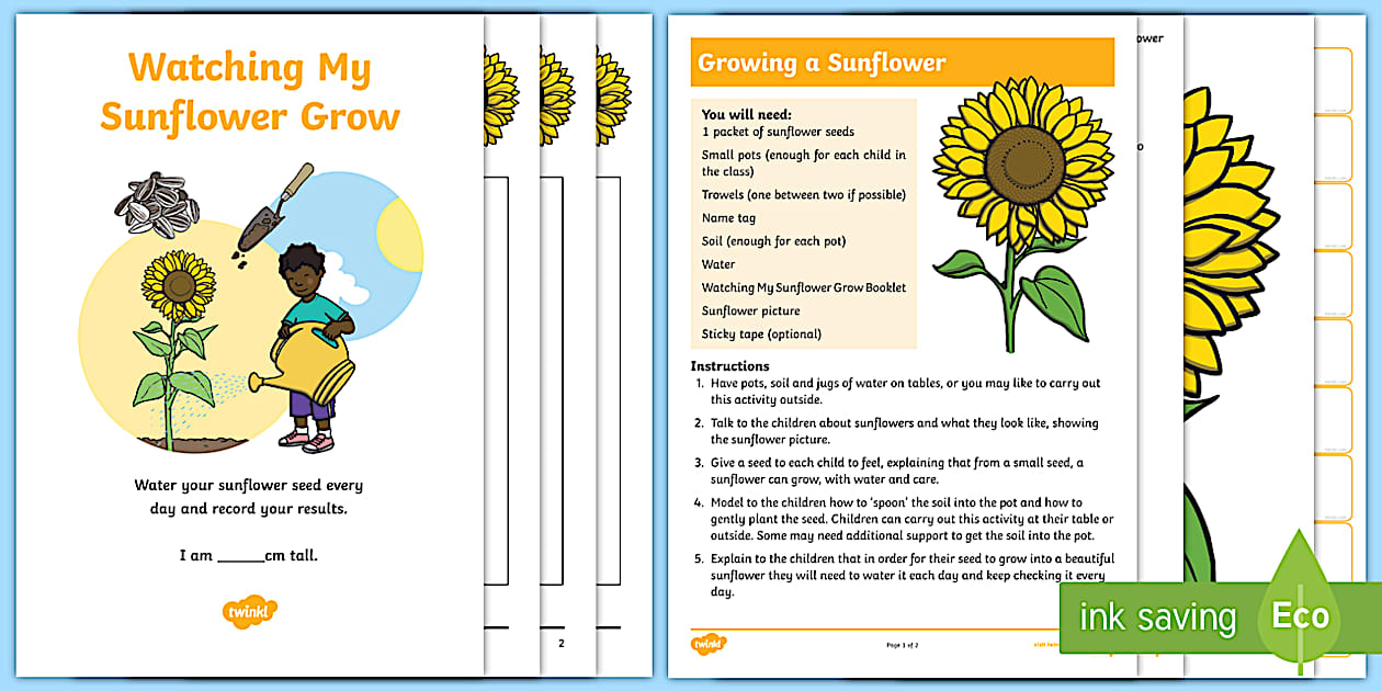 Watching My Sunflower Grow Activity - Twinkl