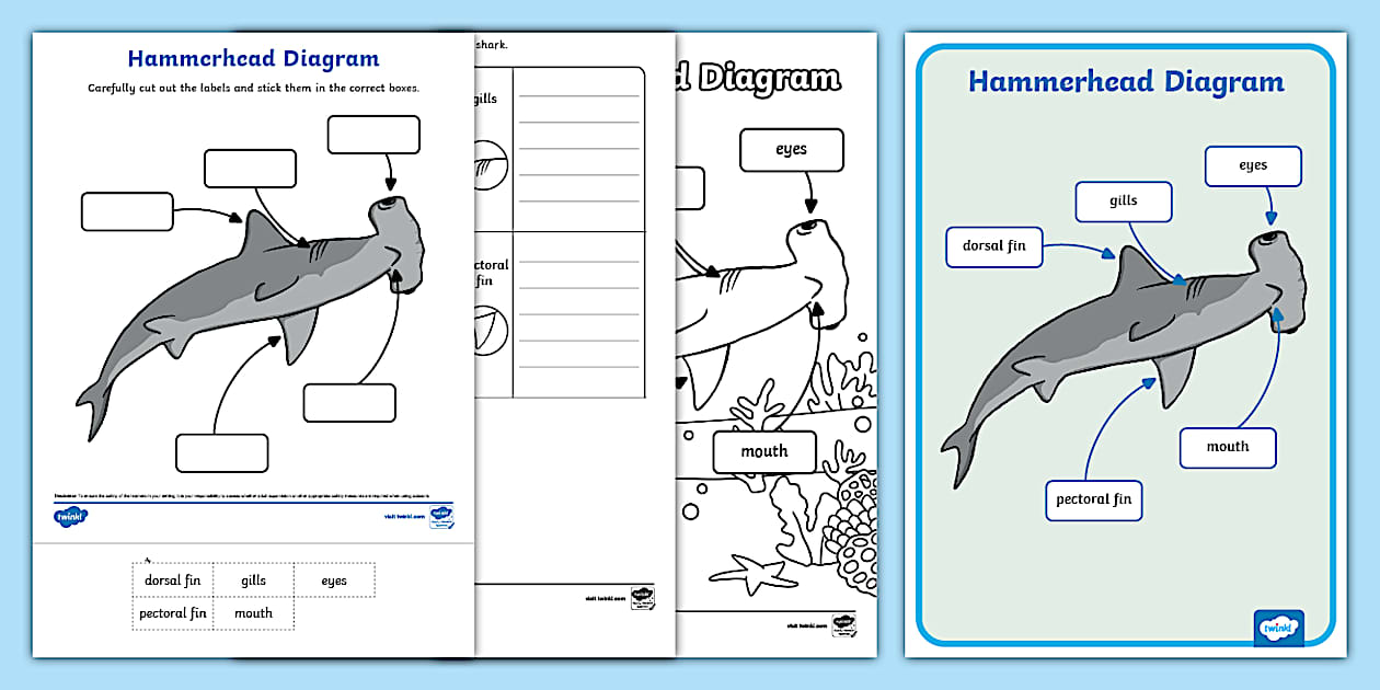 Hammerhead Shark Diagram Pack (ティーチャーメイド)