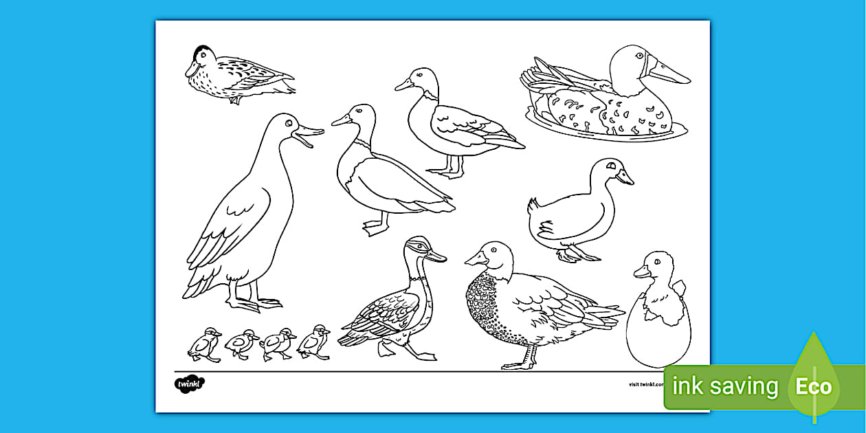 Duck Doodle Colouring Page (teacher made) - Twinkl