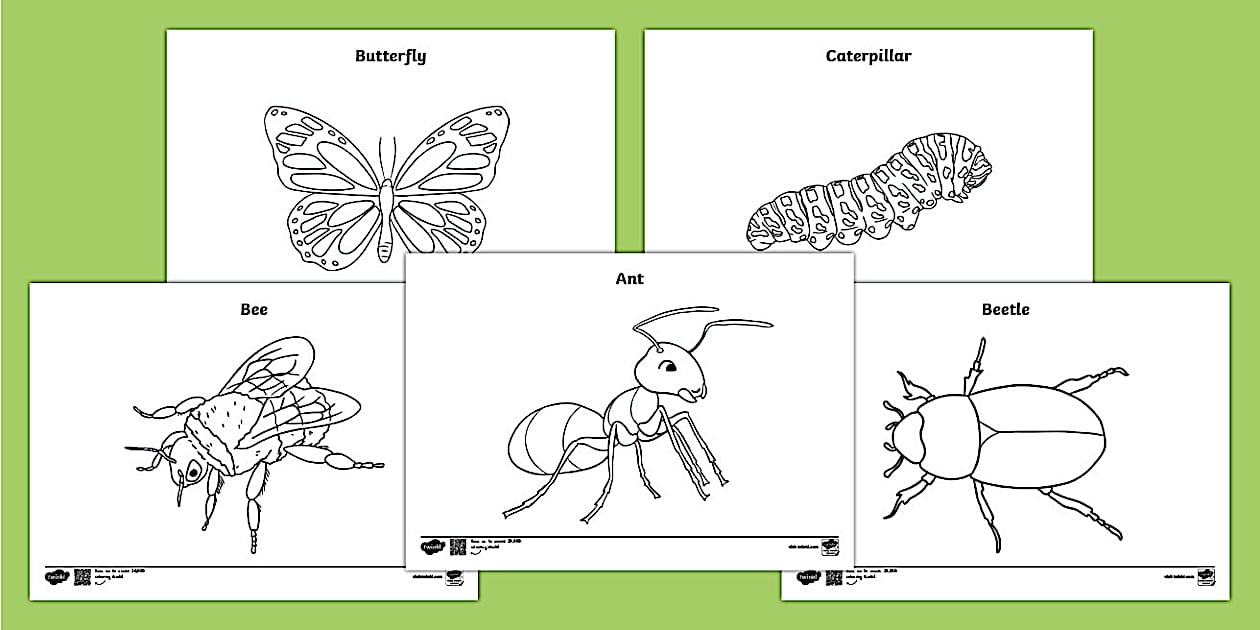 Minibeast Colouring Sheets - Childrens Colouring Pictures
