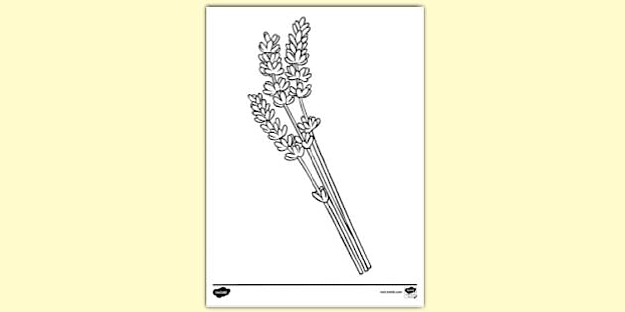 Lavender Colouring Page | Colouring Sheets - Twinkl