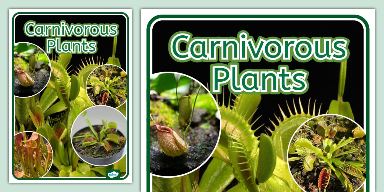 Carnivorous Plants Photo Display Poster (Teacher-Made)