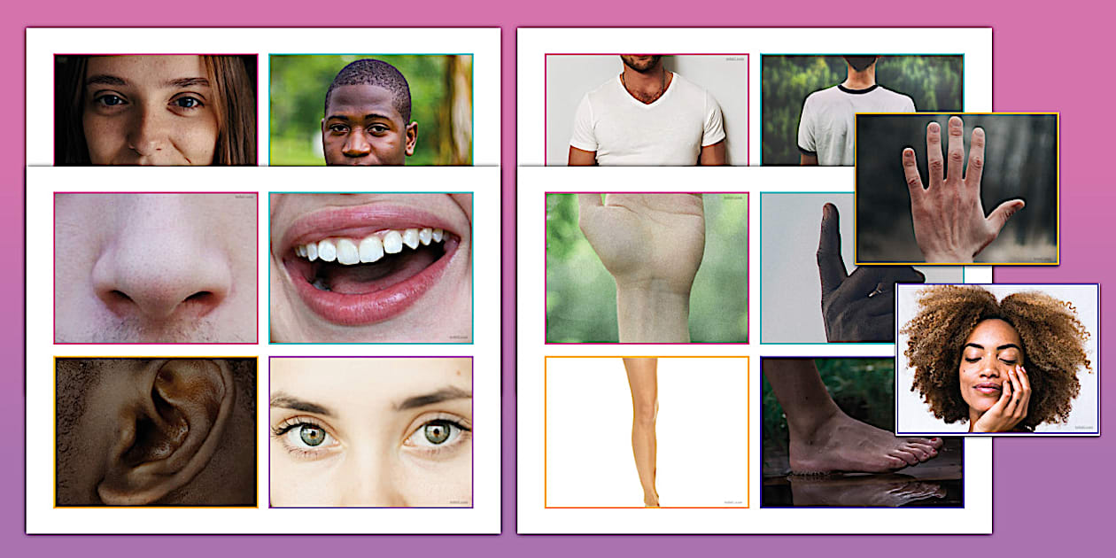 Body Part Cutouts (Teacher-Made) - Twinkl