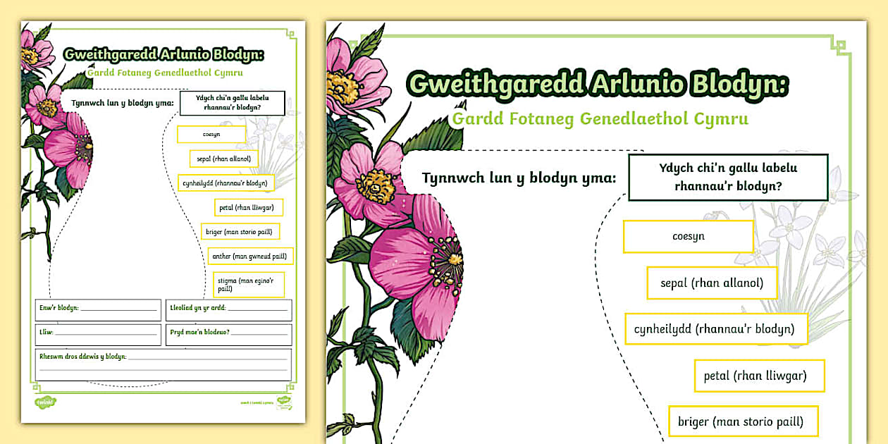 Gweithgaredd Arlunio Blodyn Gardd Fotaneg Cymru - Twinkl