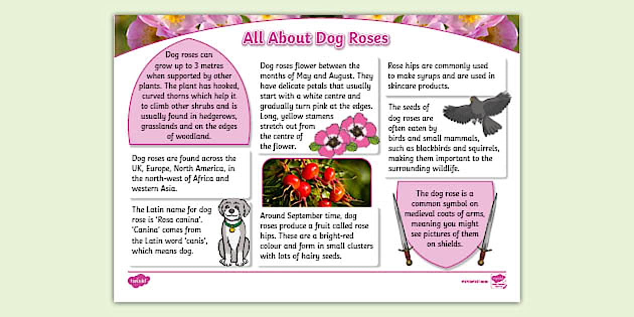 All About Dog Roses (teacher made) - Twinkl