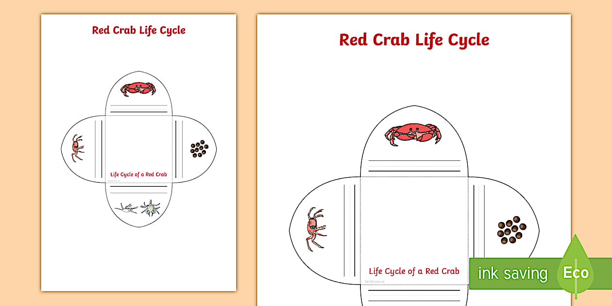 Red Crab Life Cycle Interactive Visual Aid - Twinkl