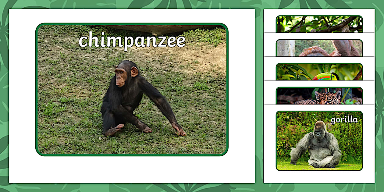 Images of the Jungle with Animals Picture Pack | Twinkl