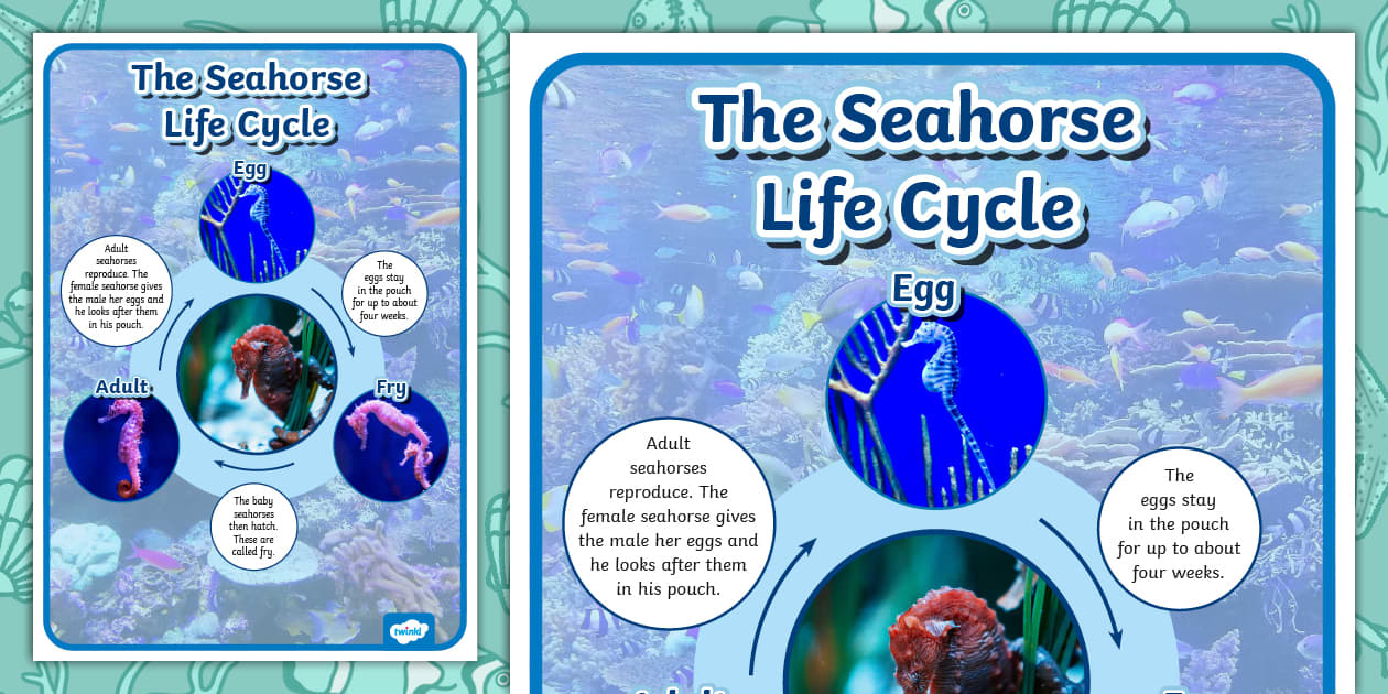 Seahorse Life Cycle Display Poster Twinkl