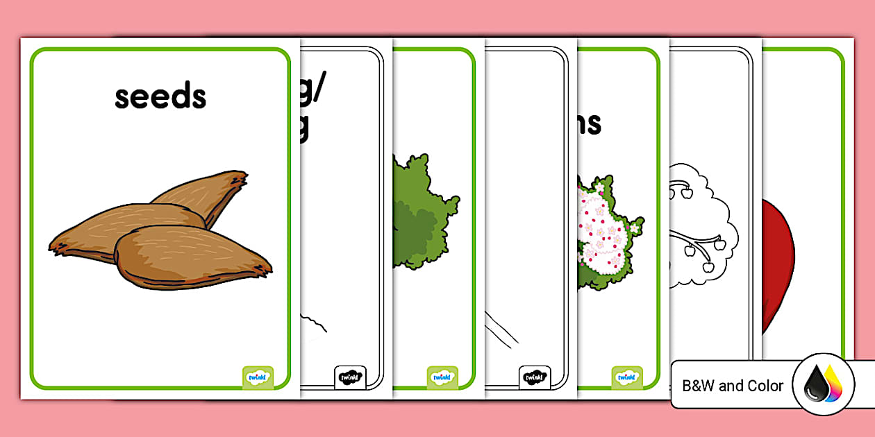 Life Cycle of an Apple Posters (teacher made) - Twinkl