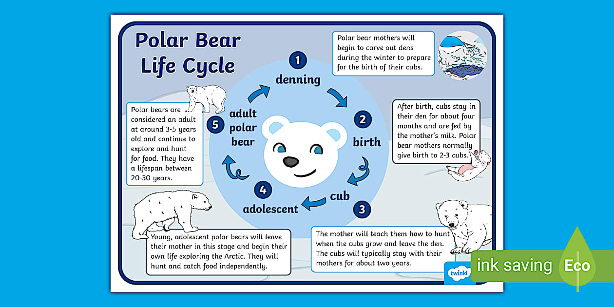 Polar Bear Life Cycle Display Poster for discussion - Twinkl