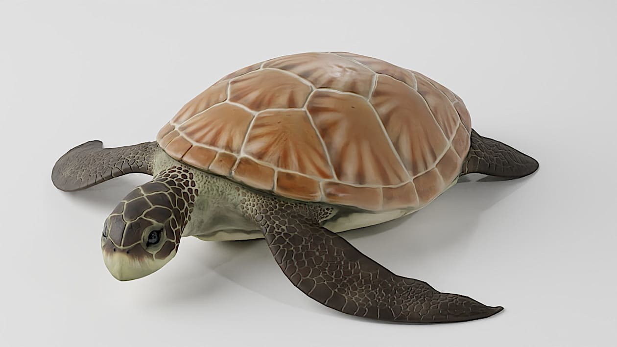 3D Model: Reptiles - Sea Turtle (Teacher-Made) - Twinkl