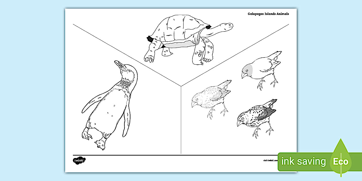 Galápagos Islands Animals Colouring Sheet (teacher made)