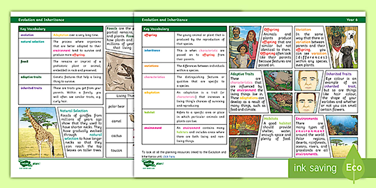 Editable Science Knowledge Organiser: Evolution and Inheritance Year 6