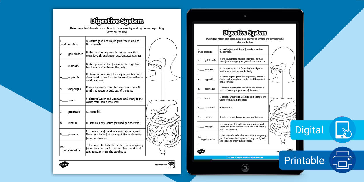 Exploring the Digestive System Matching Worksheet for 6th-8th
