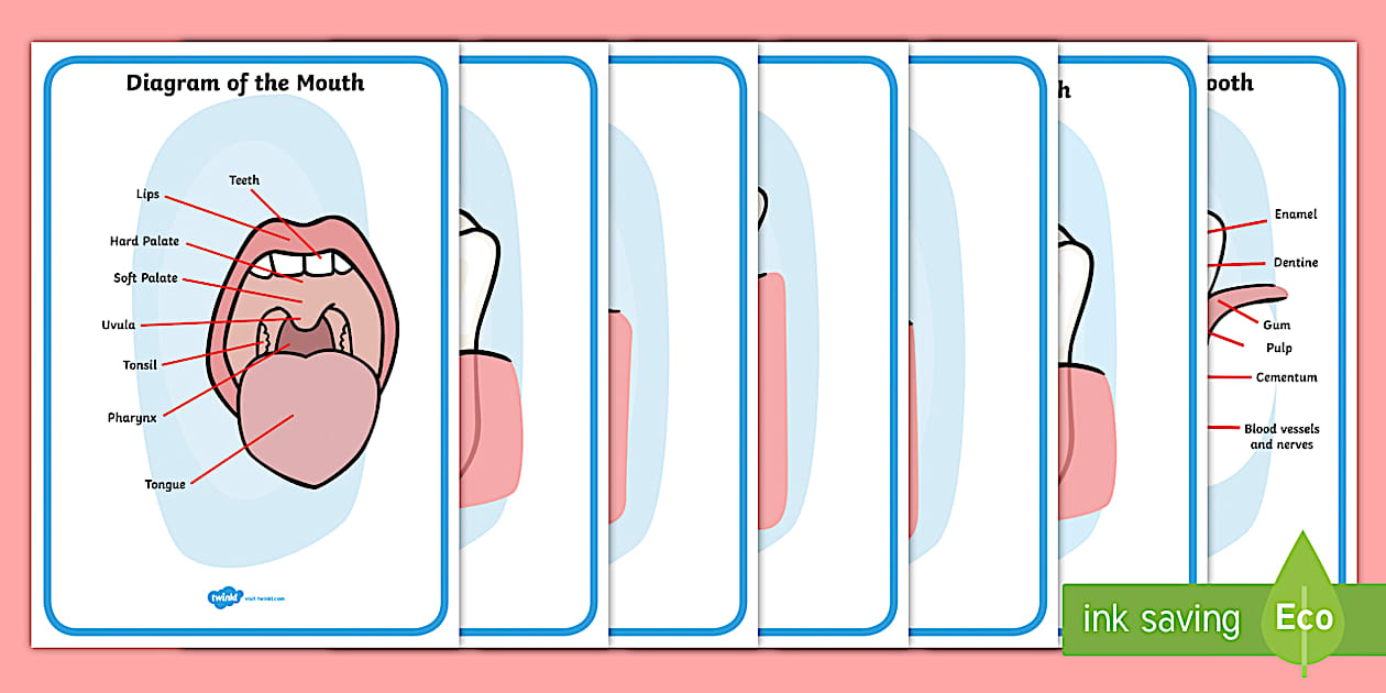 Teeth Diagram Posters (teacher made) - Twinkl
