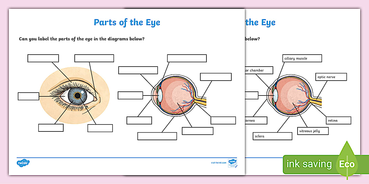 Label Parts of the Eye Worksheet | Sense of Sight - Twinkl