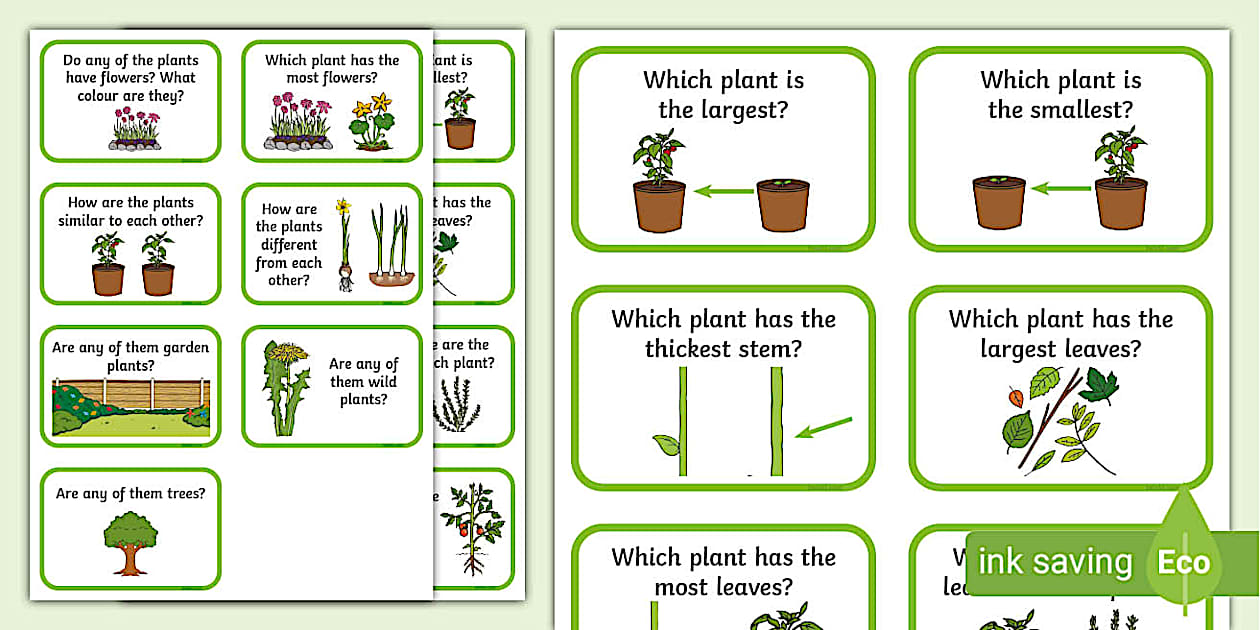 Comparing Plants Question Cards - Science - KS1 - Twinkl