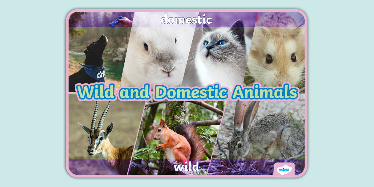 Wild and Domestic Animals Photo Display Poster - Twinkl