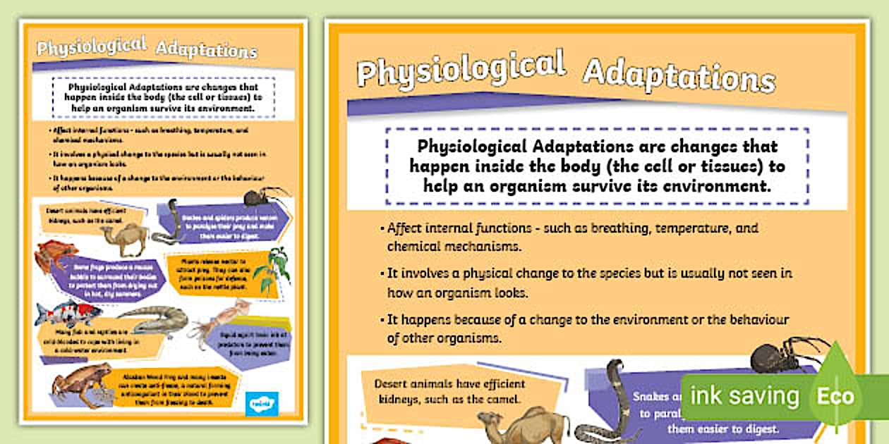 Physiological Adaptations Poster - Primary Resources