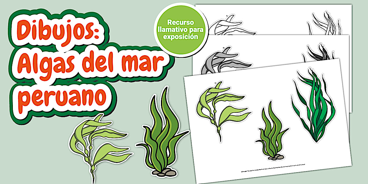 Algas del mar peruano dibujo | Recursos Educativos Twinkl