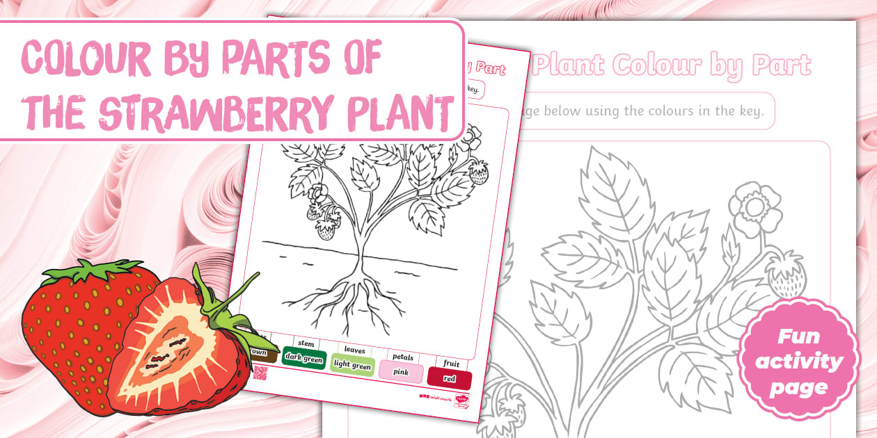 Colour by Parts of the Strawberry Plant Worksheet