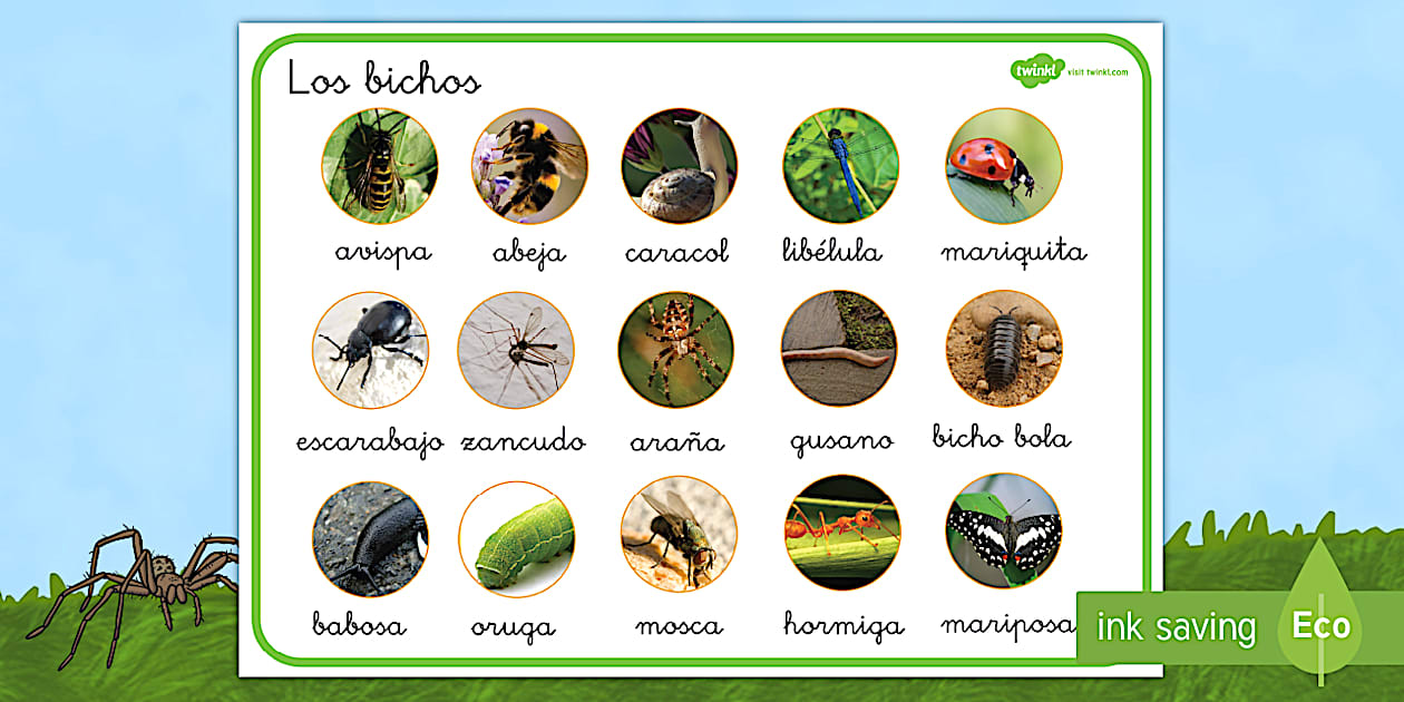 Tapiz de vocabulario: Los bichos en fotos (teacher made)