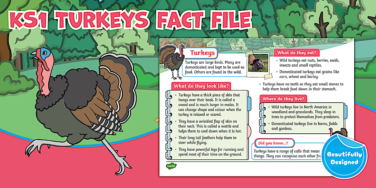 KS1 Turkeys Fact File