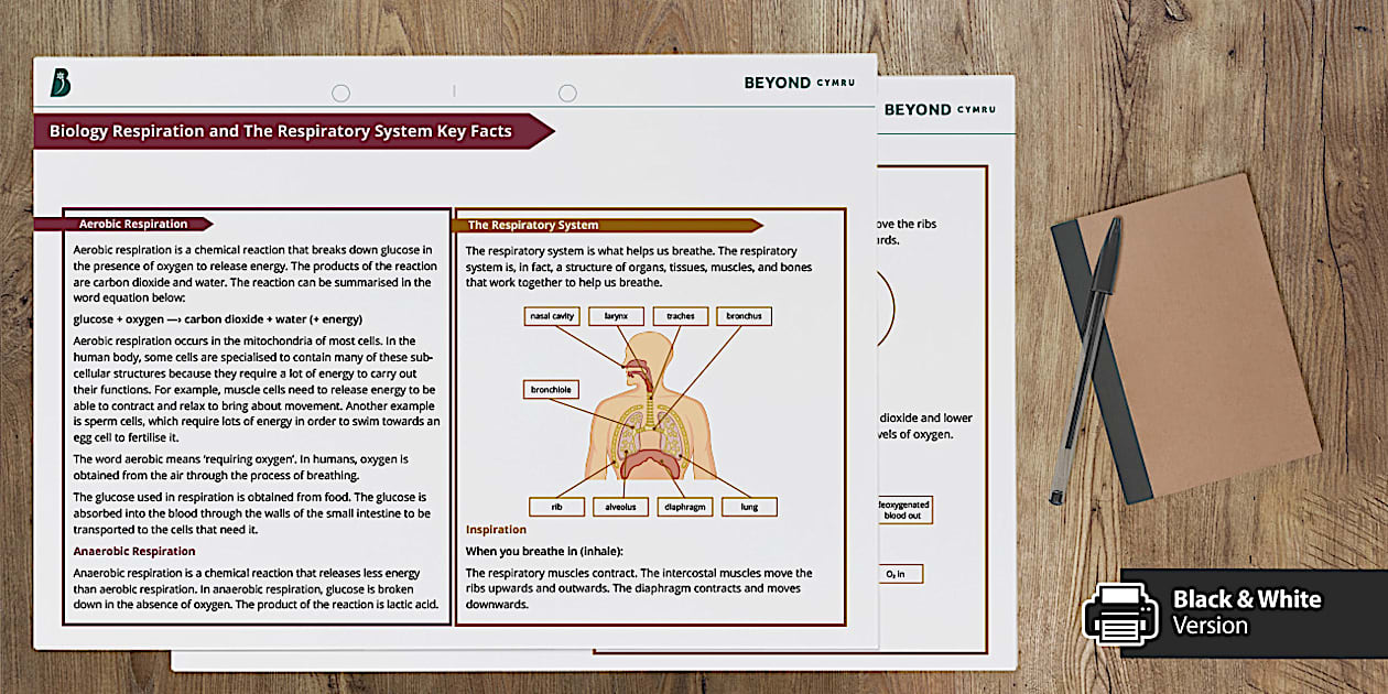 Biology Activity Mat: Respiration and The Respiratory System